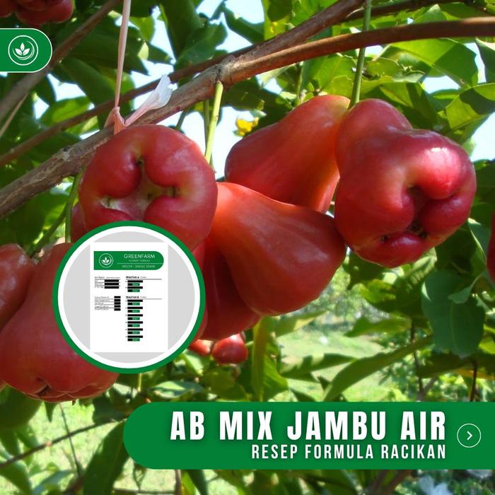 Jual Resep AB Mix Jambu Air Formula Racikan Nutrisi Pupuk Jambu Air ...