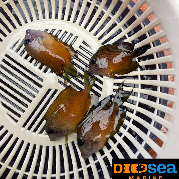 Jual Ikan Hias Laut Botana Coklat Liris | Tomini Surgeonfish - Kota ...