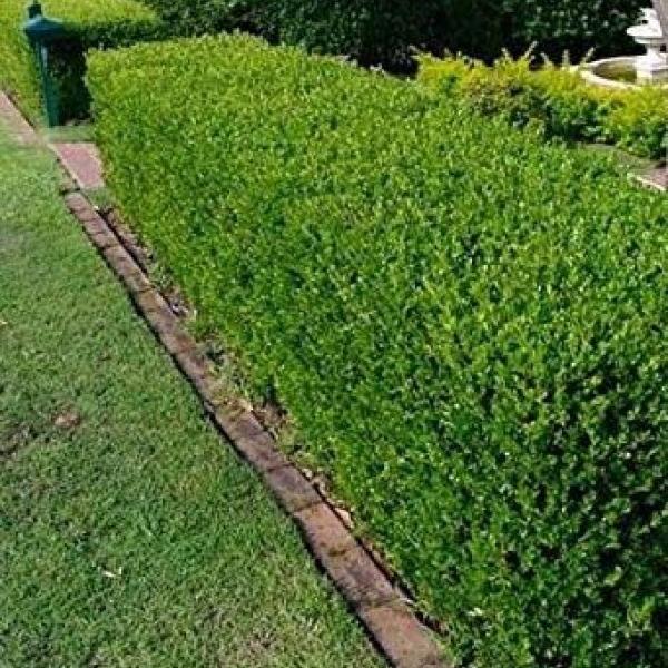 Jual Tanaman Teh Tehan / Teh Pagar / Acalypha Siamensis / Teh Tehan ...