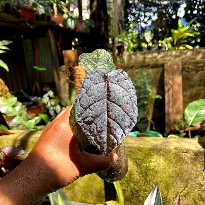 Jual piper red batman spesies borneo kalimantan - Kab. Sekadau - Yadi ...