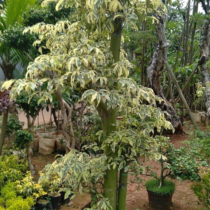 Jual pohon kapuk varigata tinggi 2 meter - Kota Depok - Tanaman hias ...