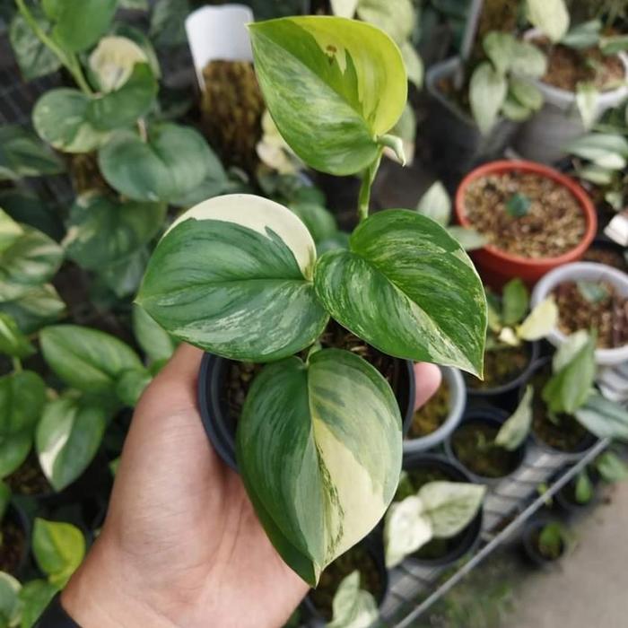Jual tanaman hias Scindapsus rubicon Variegata Murah B - Kota Depok ...