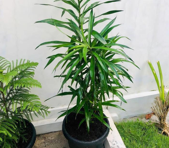 Jual Tanaman Daun Suji Bibit Pohon Suji Herbal - Kab. Bekasi - Bibit ...