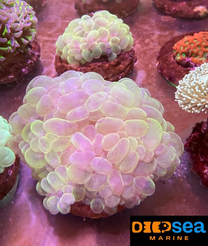 Jual Tanaman Hias Laut | Cendol Mata Kucing | Indo Bubble Coral - Kota ...