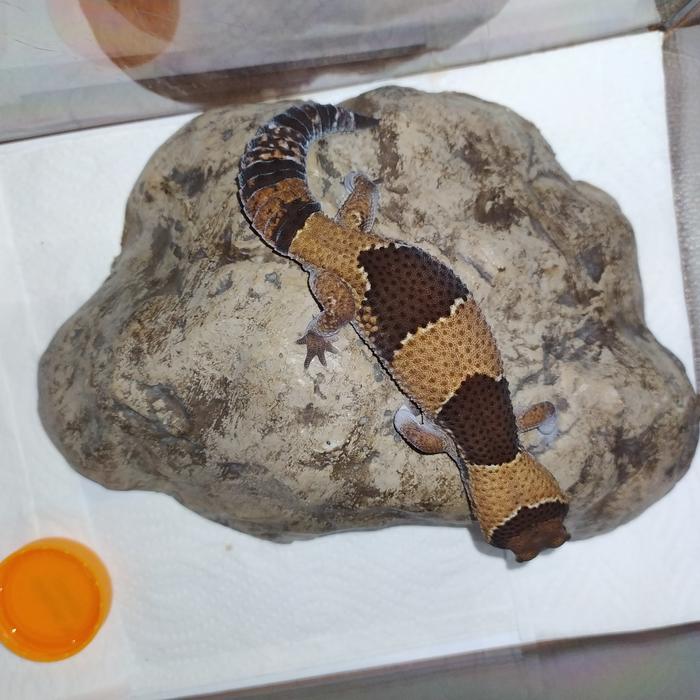 Jual African Fat-Tailed Gecko Adult Female A2 - Jakarta Pusat - DAYCORE ...