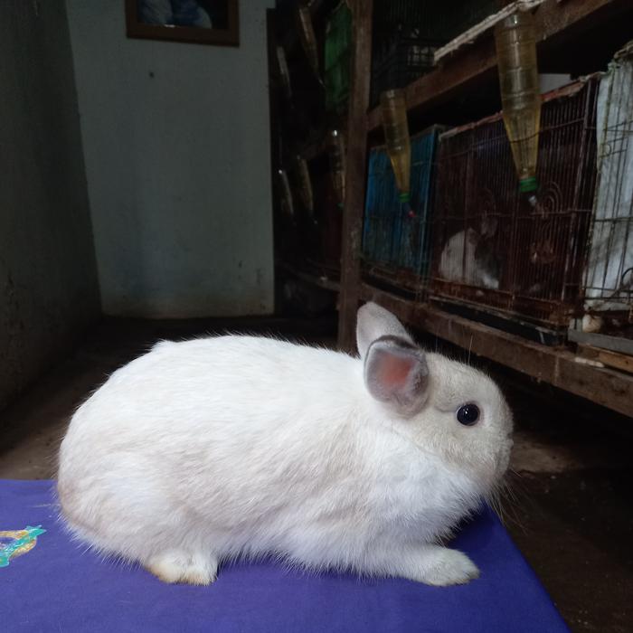 Jual Kelinci mini Netherland Dwarf-ND betina dewasa (2). - Kota Depok ...