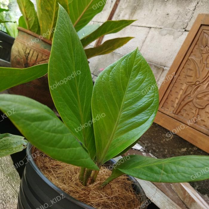 Jual anthurium jemani cobra catalog | tanaman hias antorium cobra serat - Kota Tangerang Selatan ...