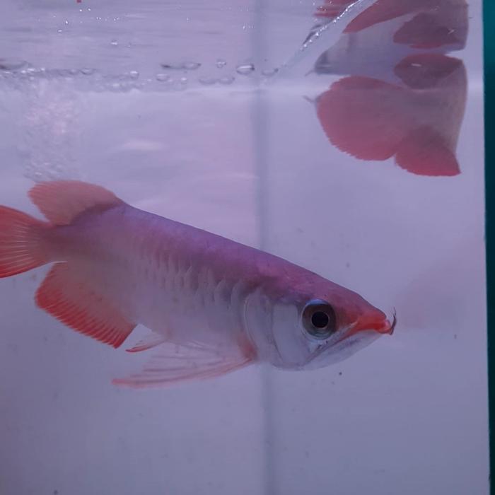 Jual arwana super red sili super - Kota Depok - IRO AQUATIC ANIMALS ...