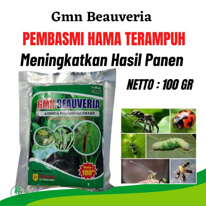 Jual Pupuk Anti hama thrips tanaman kacang hijau, Beauveria pembasmi ...
