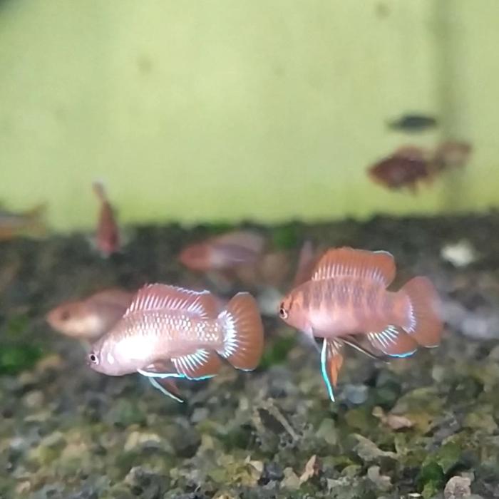 Jual scarlet badis rare nano fish - Kota Depok - OmKenStore | Tokopedia