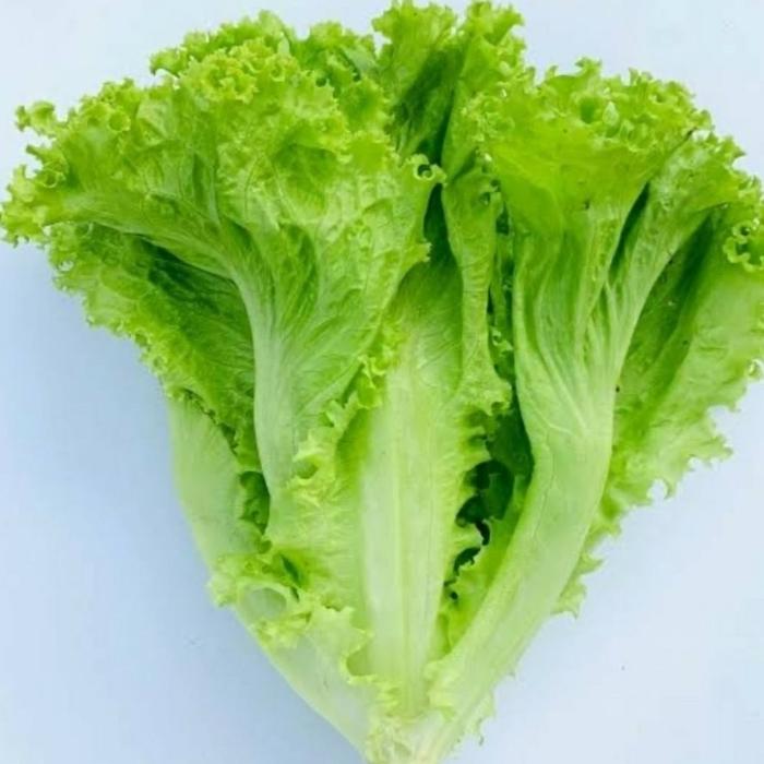 Jual Sayur Daun Selada Salada 1/2 Kg, 500 gram - Kota Tangerang Selatan ...