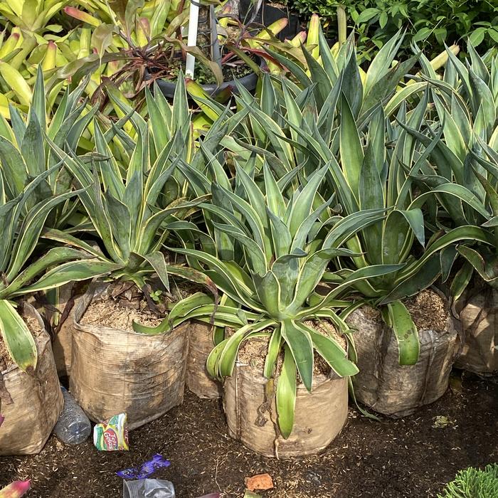 Jual Tanaman Hias Agave Hijau Tinggi 40cm - Jakarta Barat - little Bali ...