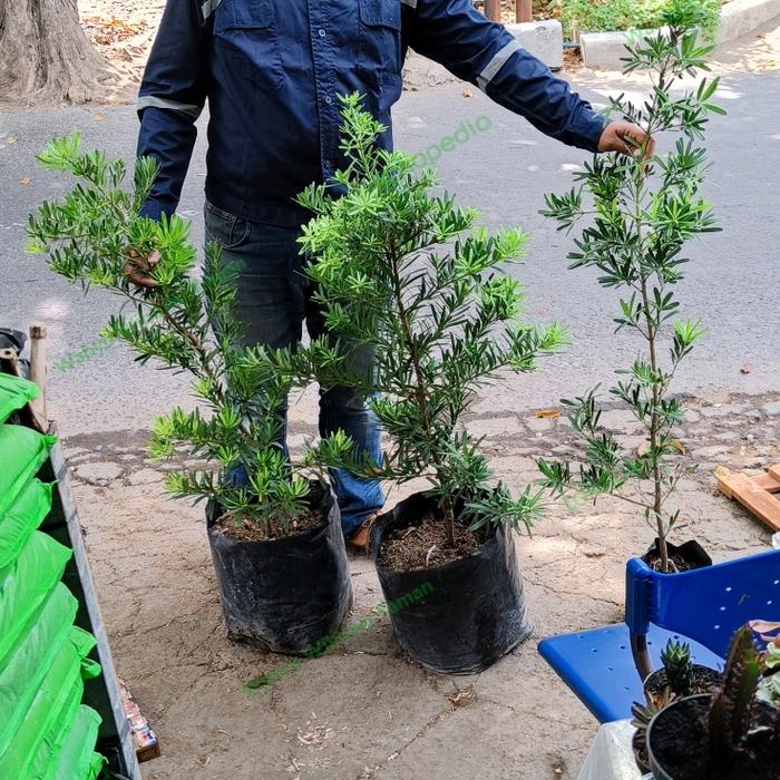 Jual pohon lohansung/lo Han Sung/ bonsai lohangsung. T 1meter, D 5cm ...