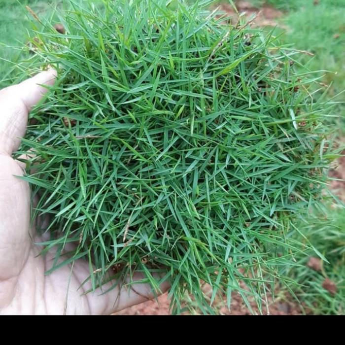 Jual tanaman hias rumput jepang peking - Kota Tangerang - Tukang taman ...