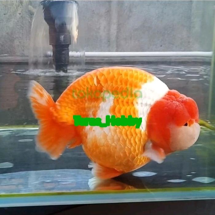 Jual Berbagai Jenis Ikan Koki Super Jumbo (20cm) - Kota Depok - Teras ...