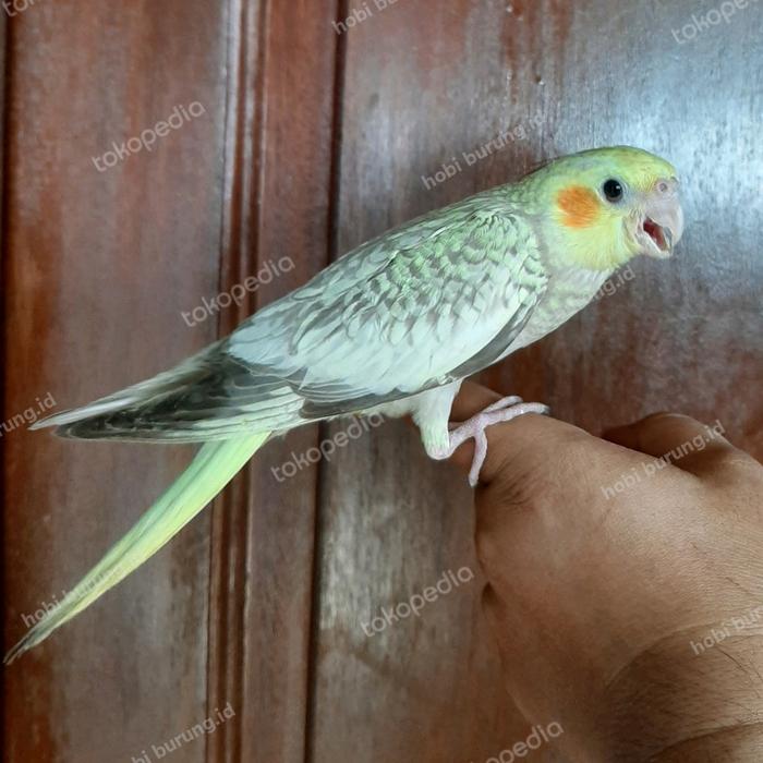 Jual burung falk parkit australia jinak - Jakarta Timur - hobi burung ...
