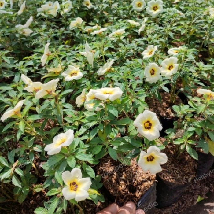 Jual Tanaman Hias Tunera Subulata Tanaman Bunga Pukul Delapan Turnera ...