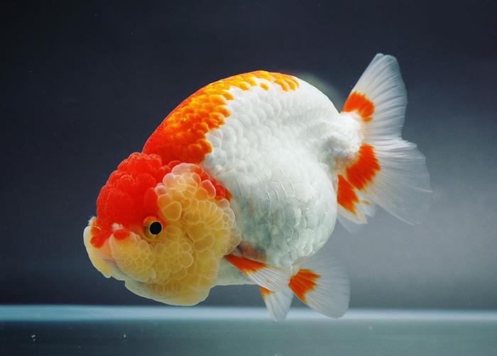 Jual Ikan mas koki rancu red white import jambul / ikan hias aquarium ...