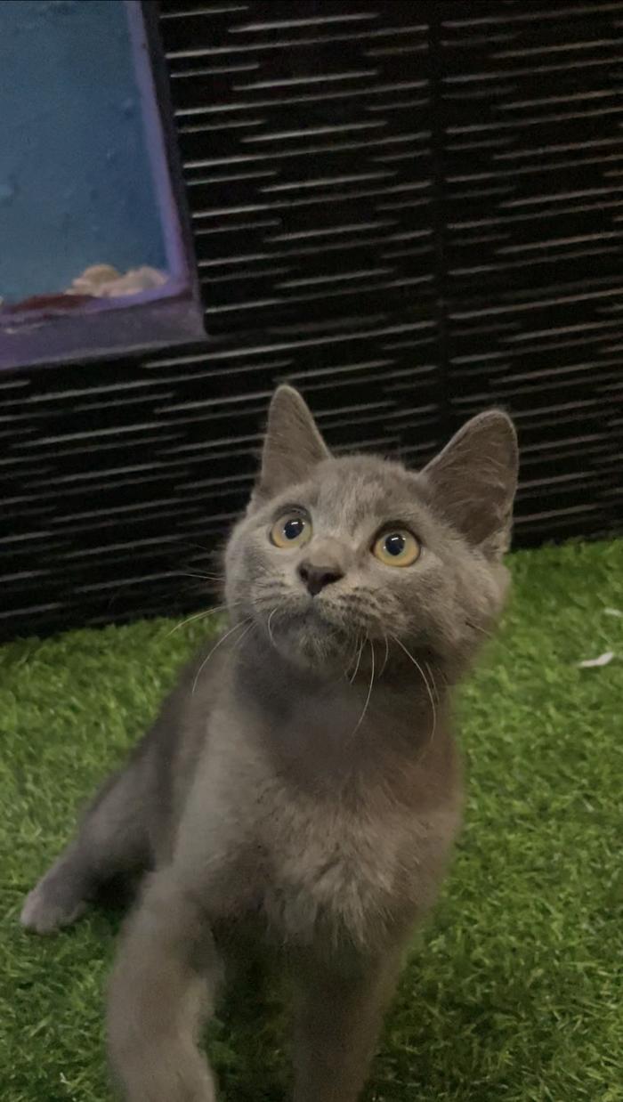 Jual Kucing kitten BSH British Shorthair pure - Kota Tangerang Selatan ...