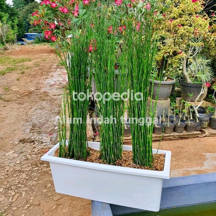 Jual paket tanaman bambu air pot / bambu air / pot panjang / tanaman ...