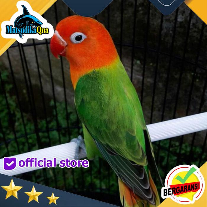 Jual Lovebird Love Bird Green Hijau Sehat Super - Jakarta Barat ...