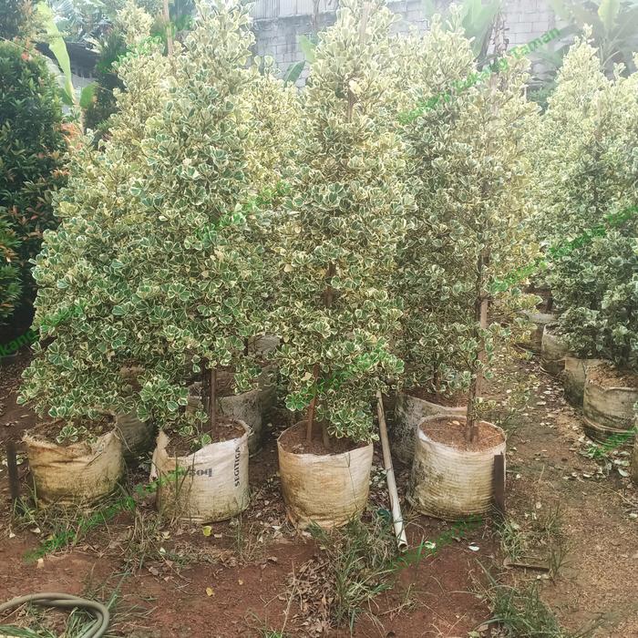 Jual tanaman ficus triangularis/beringin kupu kupu - Kab. Bogor ...