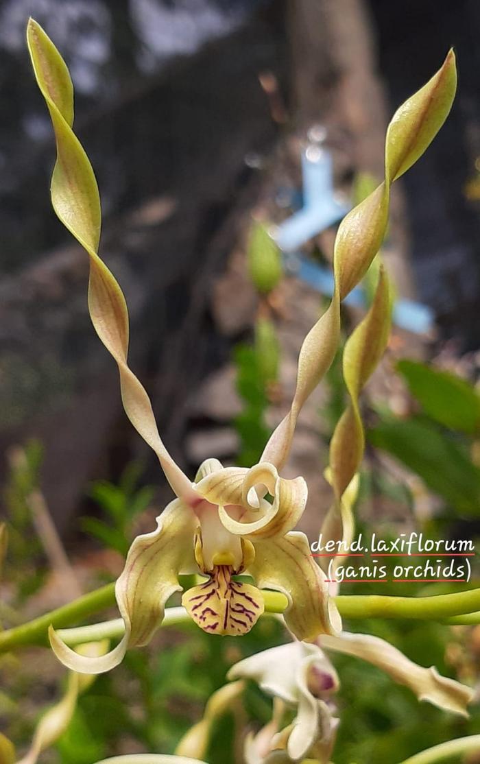 Jual Seedling Anggrek Dendrobium Laxiflorum - Kota Malang - Venus ...