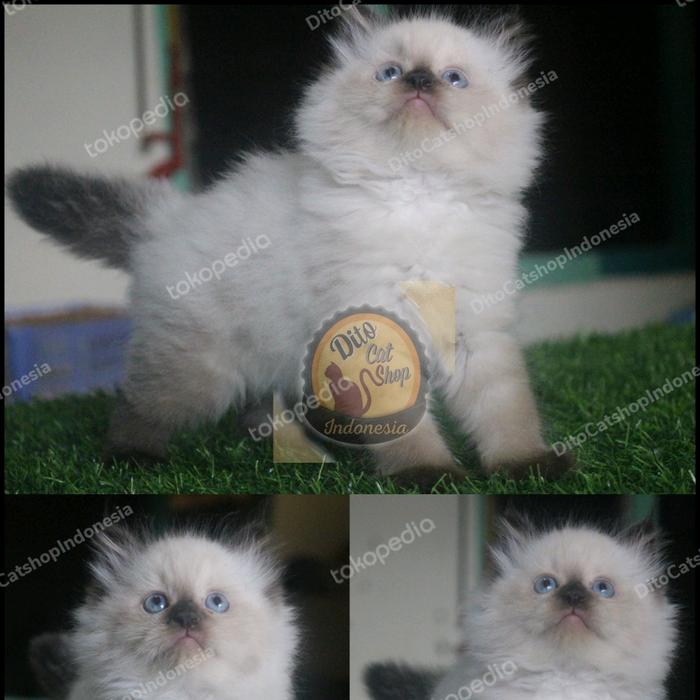 Jual Kucing Persia Flatnose Super Long Hair High Quality - Jakarta ...