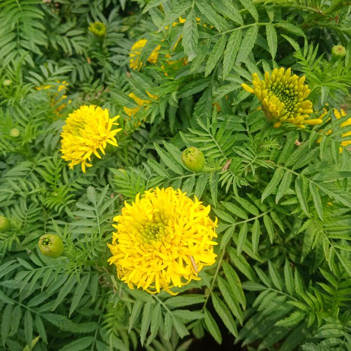 Jual bibit tanaman bunga kenikir (pom pom) - Kota Batu - bibitmart jaya ...