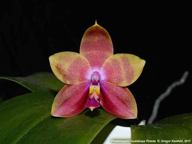 Jual Seedling Anggrek Phalaenopsis Guadalupe Penida - Kota Malang ... Jual Seedling Anggrek Phalaenopsis Guadalupe Penida - Kota Malang ...
