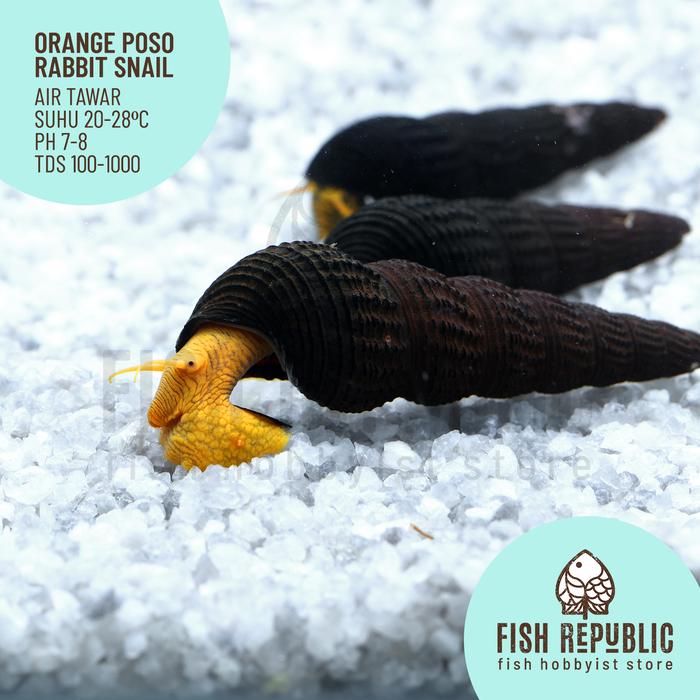 Jual Keong Orange Poso Rabbit Snail Keong Hias Air Tawar Pembersih ...