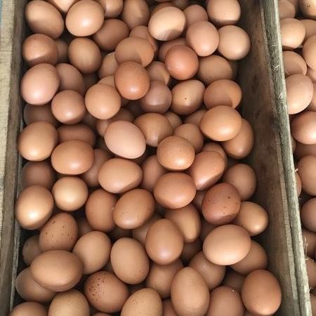 Jual Telur Ayam Negeri Curah 1KG - Kab. Banyumas - Galur Mas Official ...