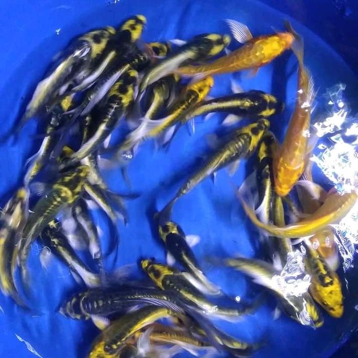Jual Ikan koi slayer Kabuto UK.10-15cm #ikanhias#koiwarna#koitanco# ...