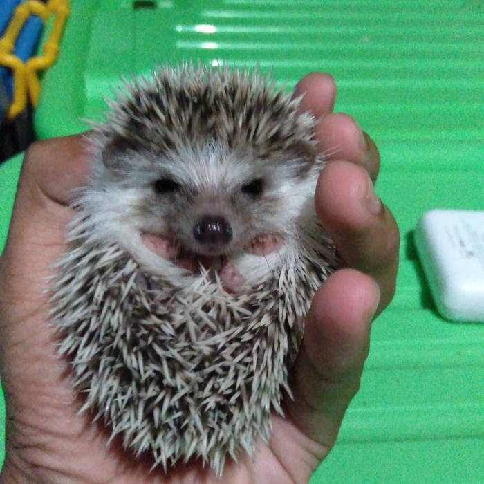 Jual Landak mini anakan jenis albino,pinto,saltpaper,tobiano dll ...