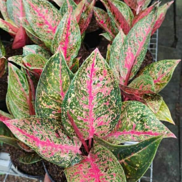 Jual AgLonema Tiara Merah Size L Tanaman Hias Bunga Rimbun Rosette ...