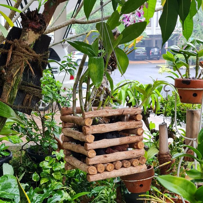 Jual Pot anggrek gantung kayu kopi ukuran persegi 24cm - Kab. Bekasi ...