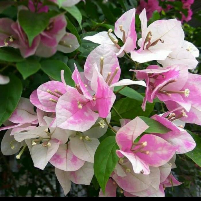 Jual Tanaman Hias Bunga Bougenville Ice Cream Sakura Berbunga - Jakarta ...