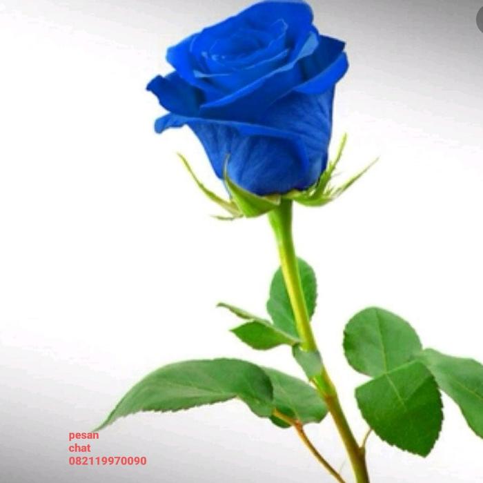 Bunga Mawar Biru