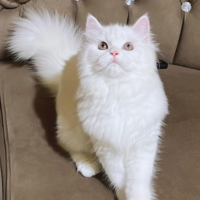 Jual kucing persia male 4 mount - Kota Tangerang - kaya ungkep presto ...