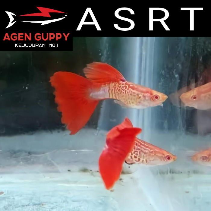 Albino Red Tail King Cobra Guppy Pair Guppy Fish Farm In, 60% OFF