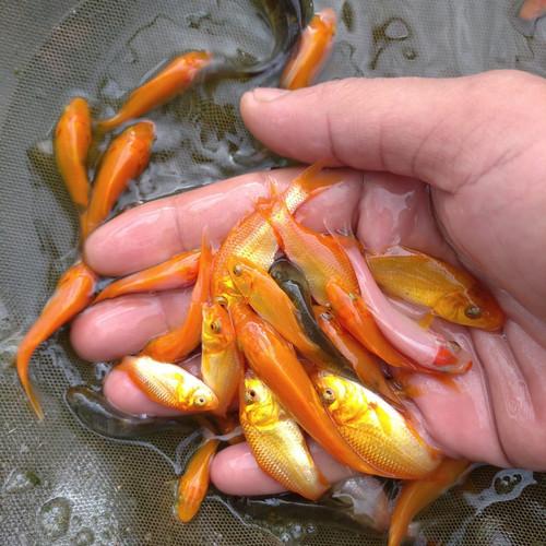 Jual ANAK IKAN MAS KECIL SUPER SEGAR isi 10 ekor - ikan mas pakan ...