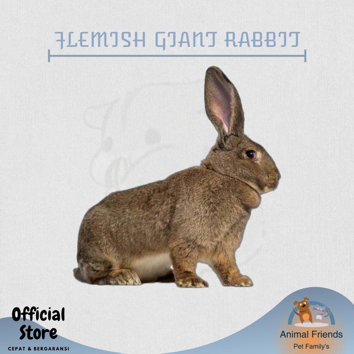 Promo Kelinci Hias Giant Rabbit Jinak Usia 3 Bulan Cicil 0% 3x - Kota ...