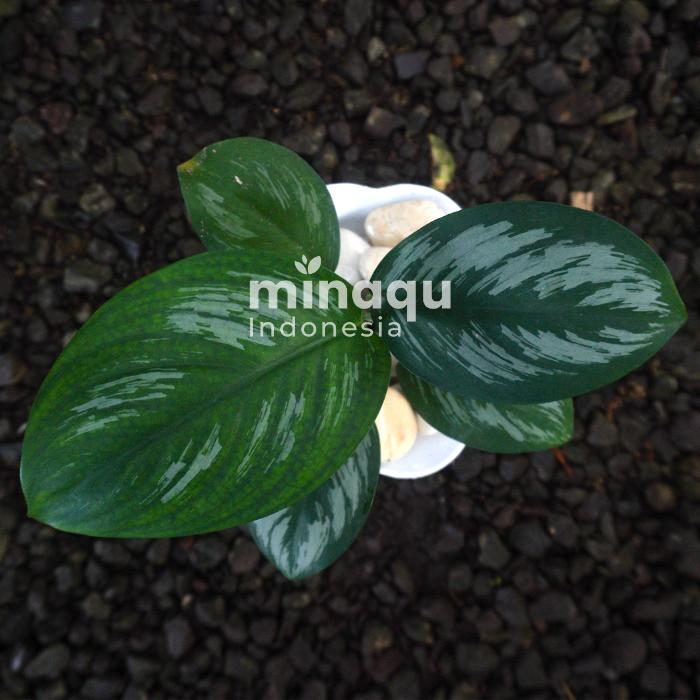 Jual Scindapsus Officinalis | Tanaman Indoor| Lanscaping | Tanaman Hias ...