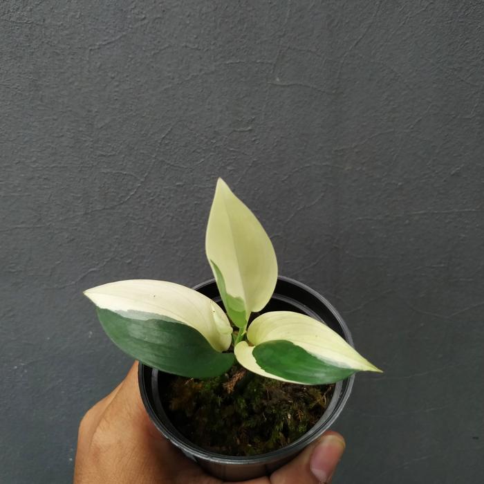 Jual tanaman hias Monstera Scindapsus blue Albo Variegata 5 - Kota ...
