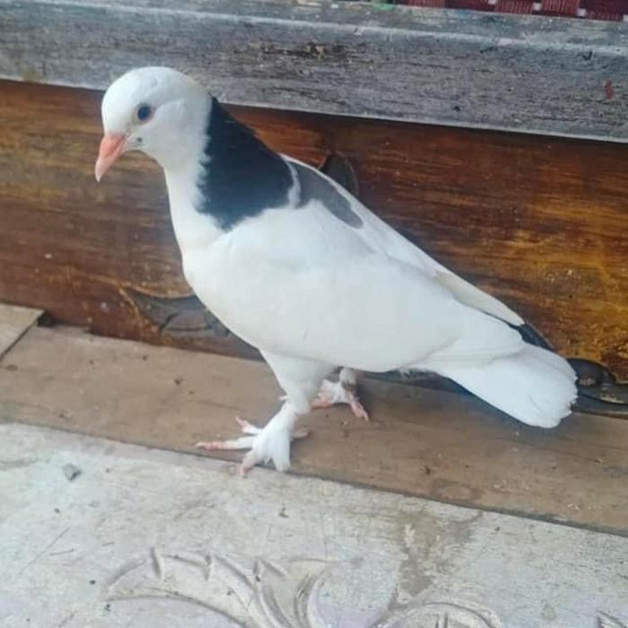 Jual MERPATI BLANTONG JEMBROS/PASANGAN/SATUAN - Jakarta Selatan ...