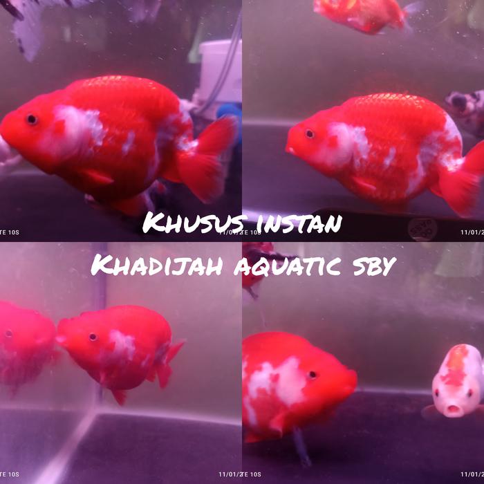 Jual ikan mas koki ranchu red white buffalo ukuran besar - Kota ...