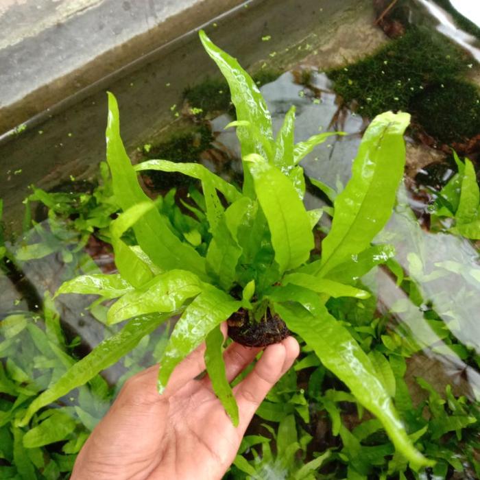 Jual kadaka java fern media wabikusa tanaman aquascape aquarium - Kab ...