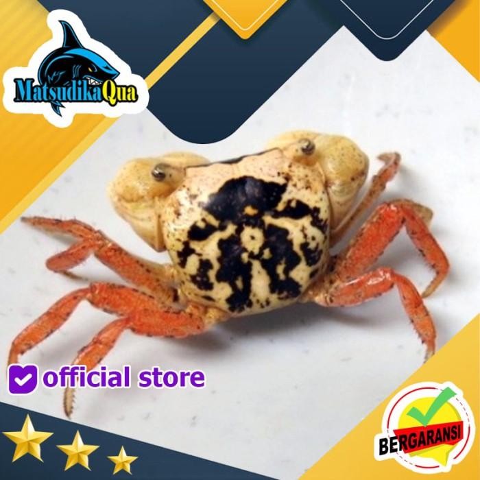 Jual Kepiting Hias Batik Crab Aquarium Aquascape Paludarium Terarium ...