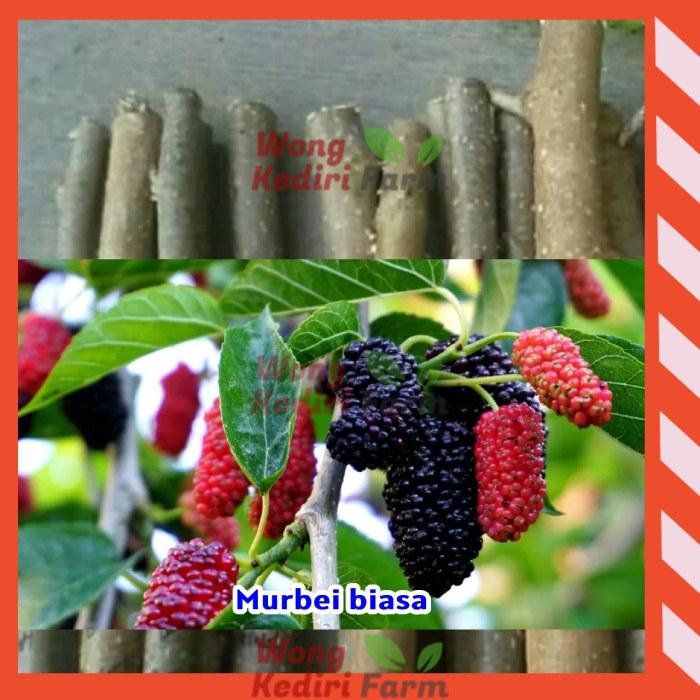 Jual Bibit Murbei Jumbo / Long Murbei Besar Cepat Berbuah - Murbei ...
