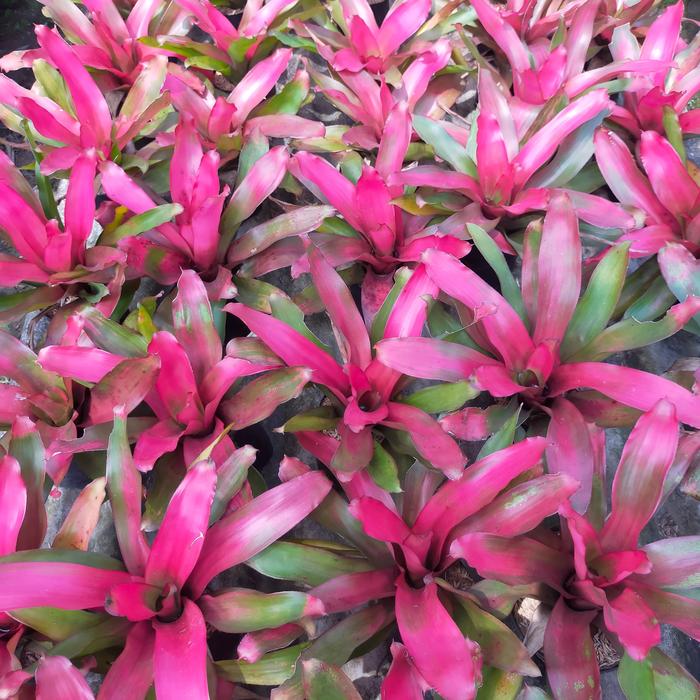 Jual Tanaman bromelia Debora tanaman lahan kering tanaman hias bromelia ...